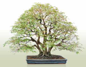 BONSAI | THE SHIKOKU SHIMBUN